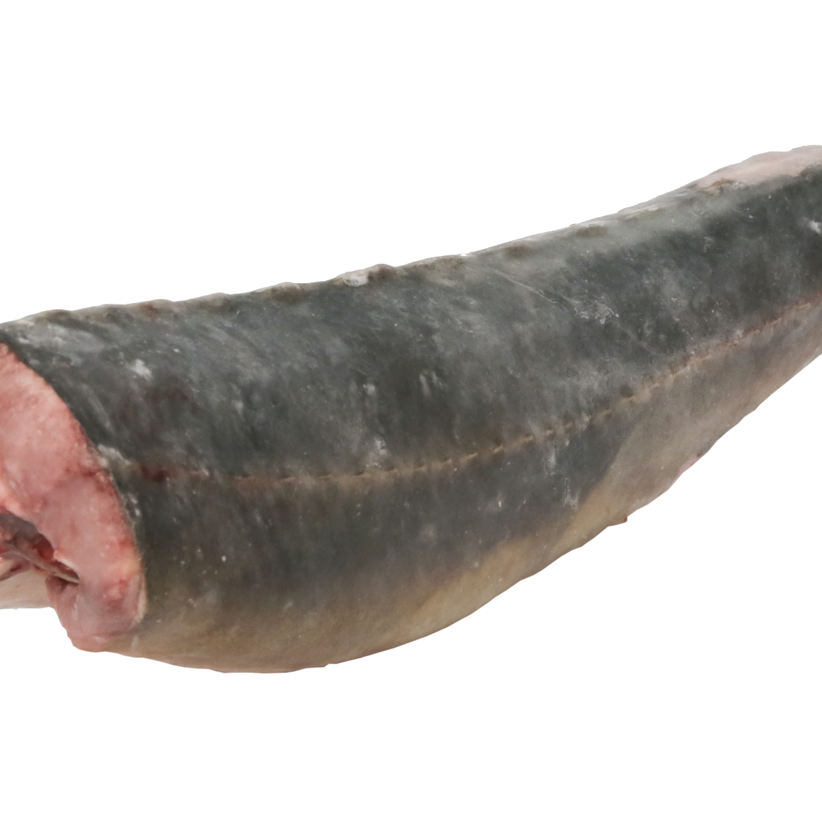 Trunchi de Morun de Dunare congelat - Delta Fish